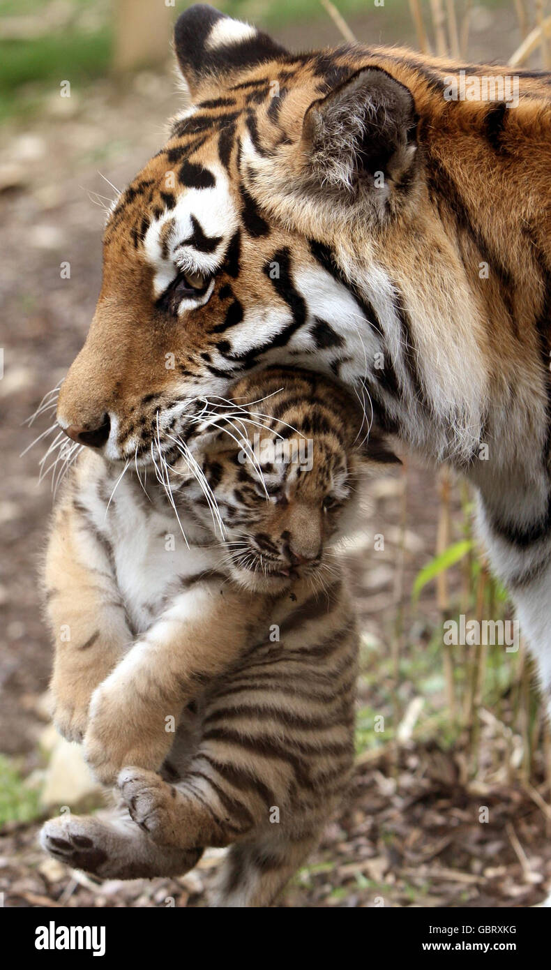 One of the three new Amur tiger cubs, as yet unnamed, with mum Sasha ...