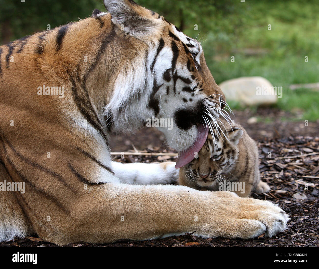 New Amur tiger cubs Stock Photo - Alamy