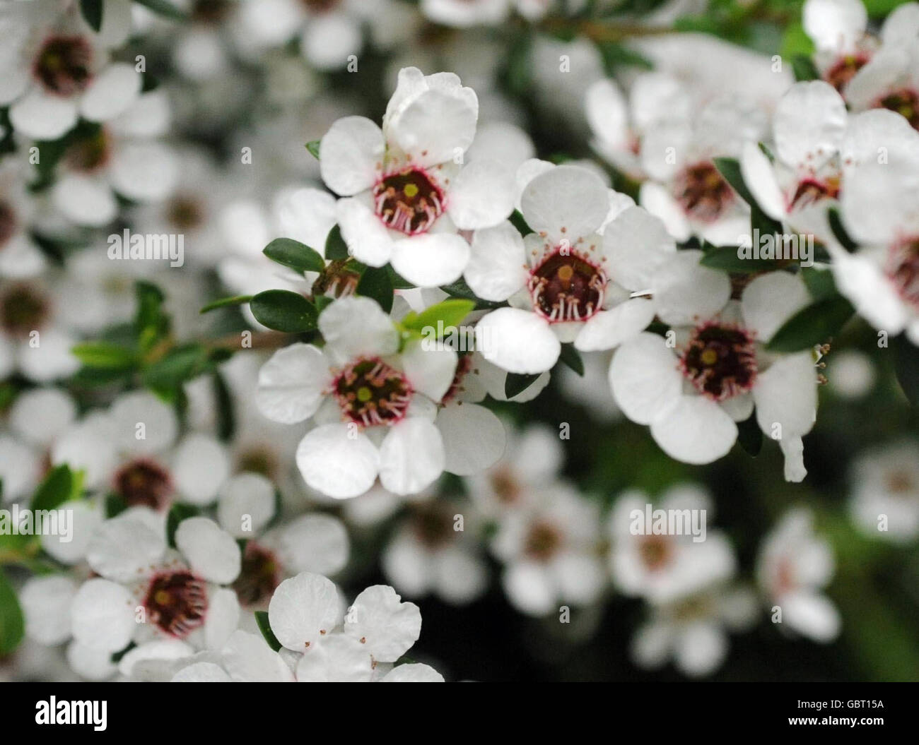 Manuka bush hi-res stock photography and images - Alamy