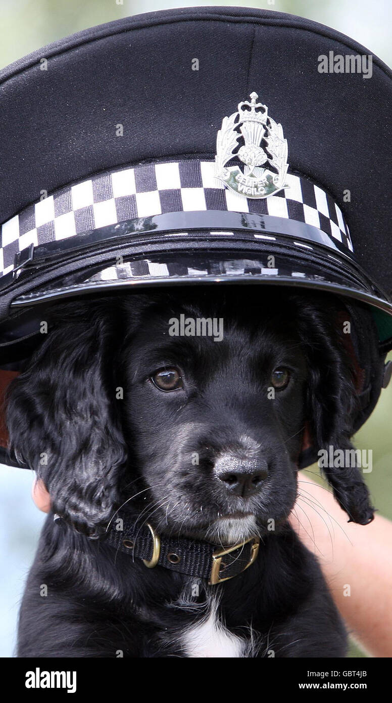 Copper the Cocker Spaniel joins Cancer & Biodetection Dogs charity ...