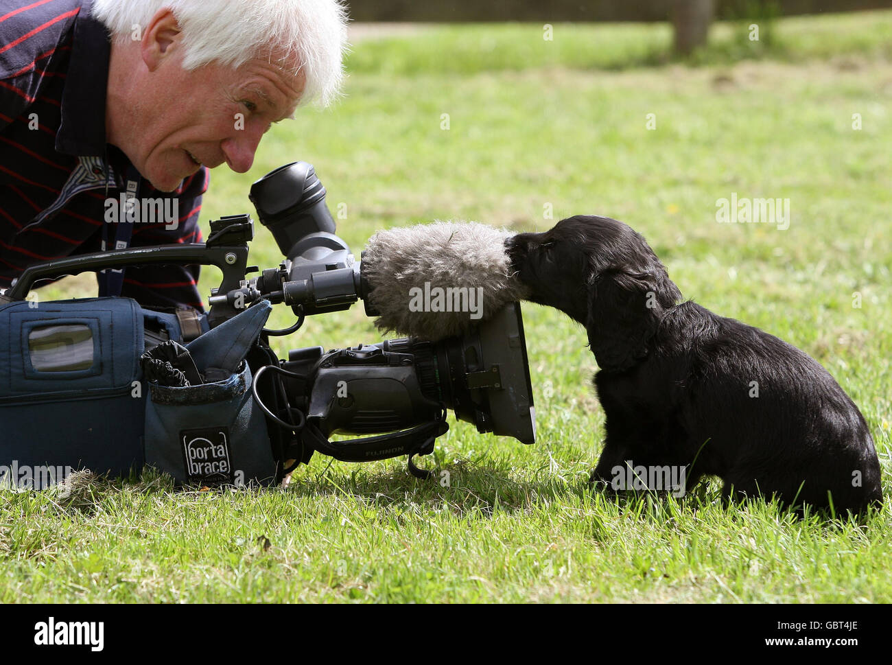 Copper a nine week old Cocker Spaniel investigates a TV camera ...