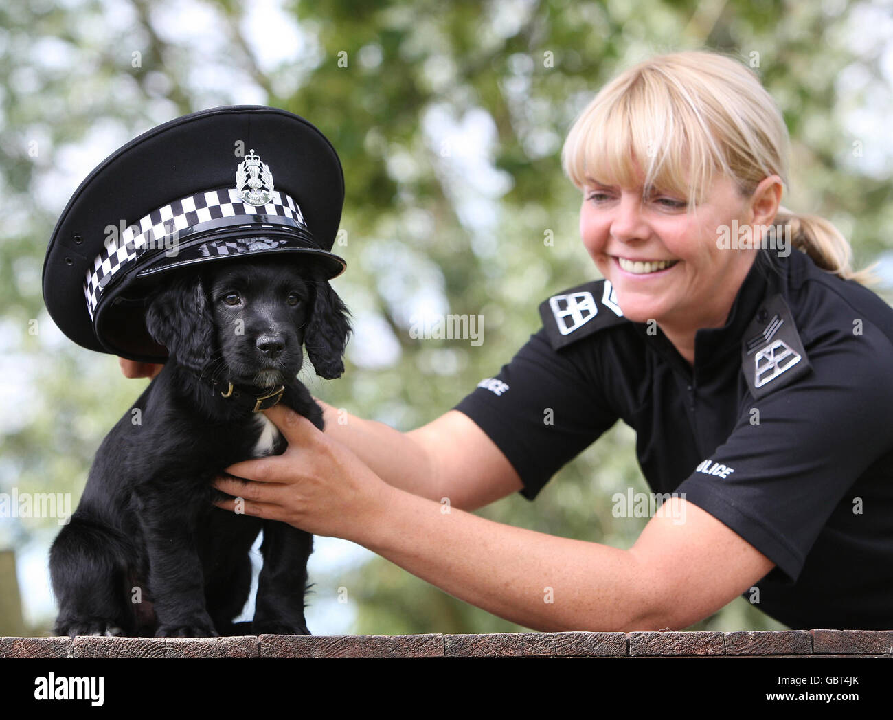 Copper the Cocker Spaniel joins Cancer & Biodetection Dogs charity ...