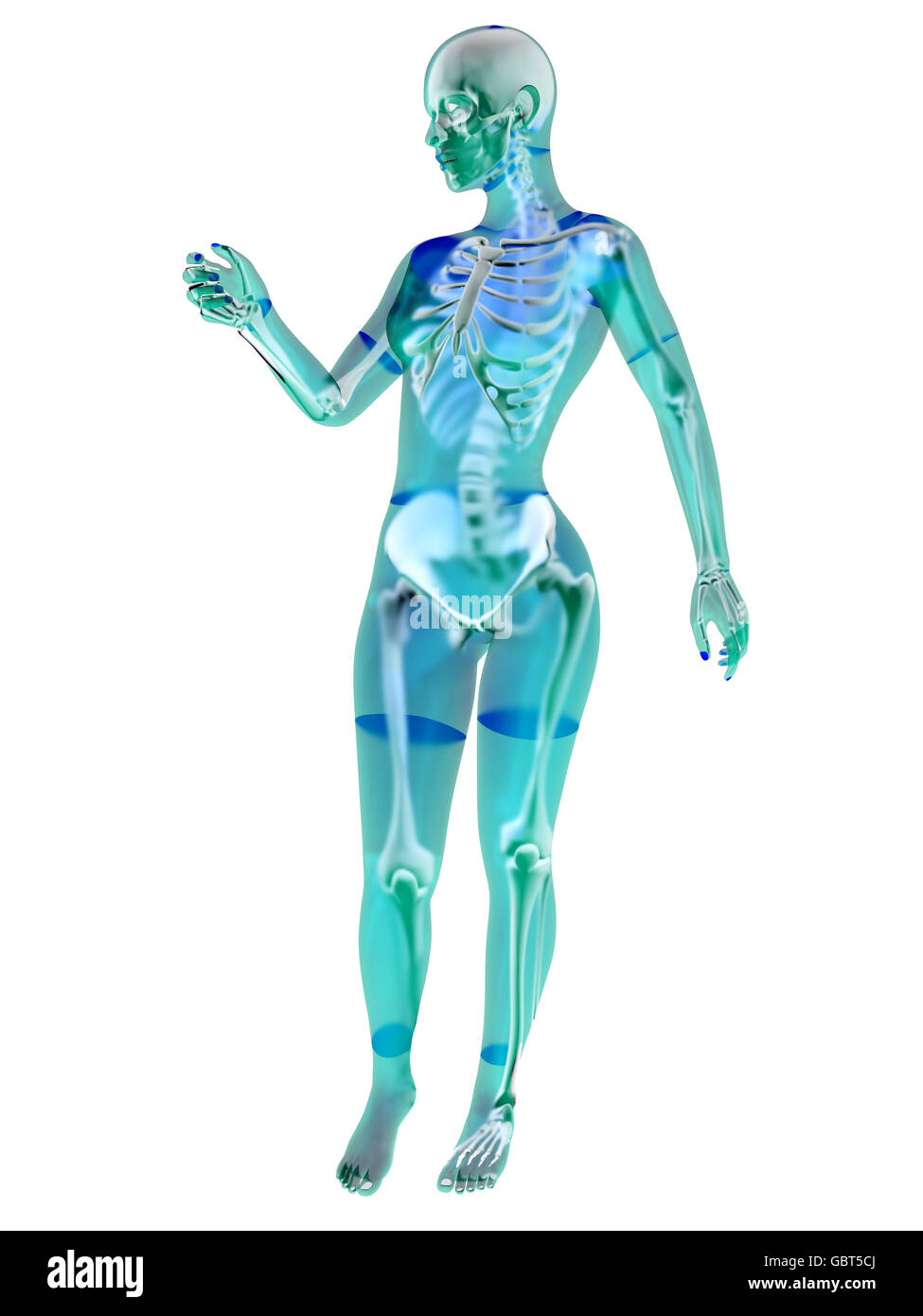 Female anatomy diagram Cut Out Stock Images & Pictures - Alamy