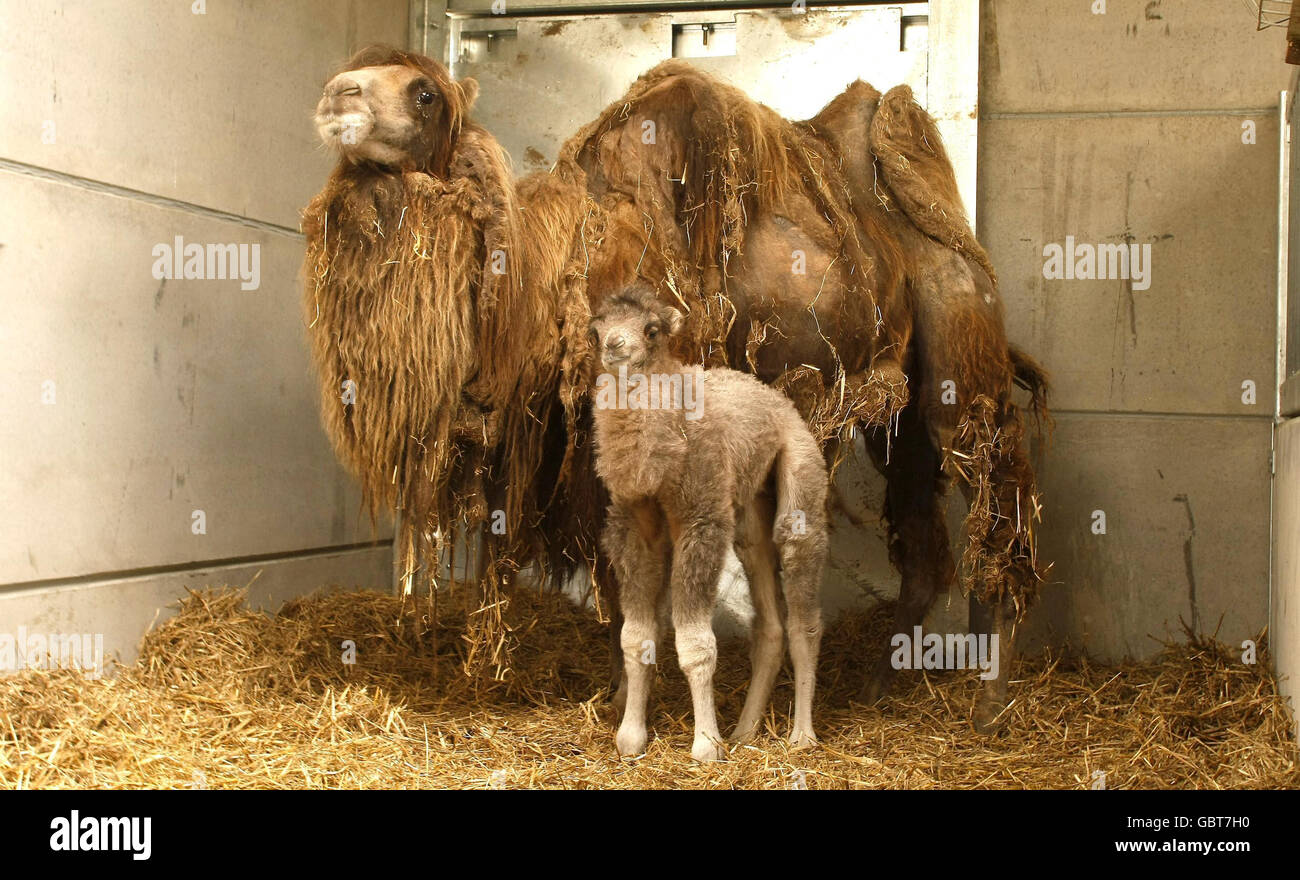 Young camel born hi-res stock photography and images - Alamy