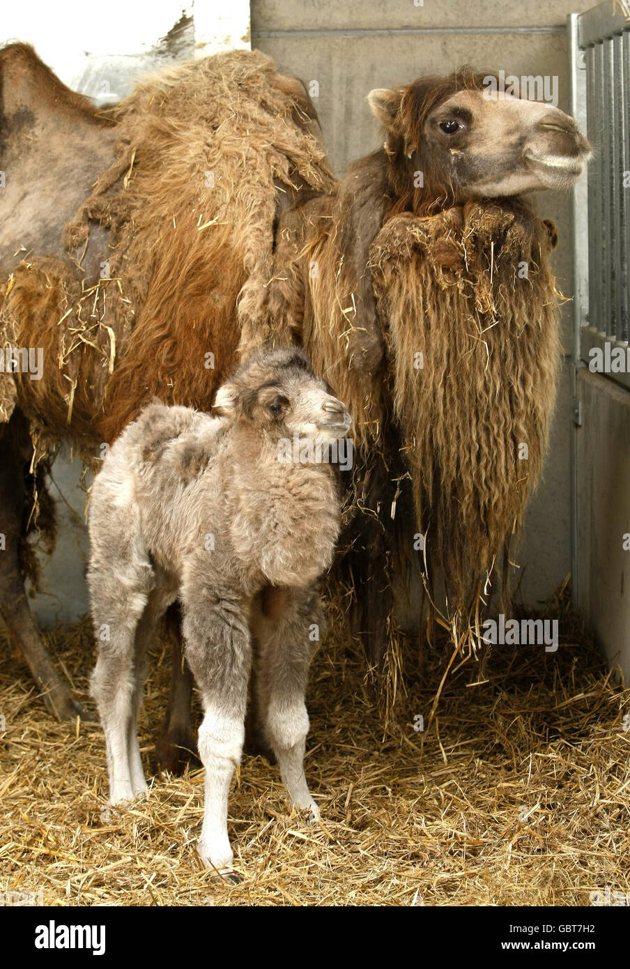 Baby camel in unexpected arrival Stock Photo - Alamy