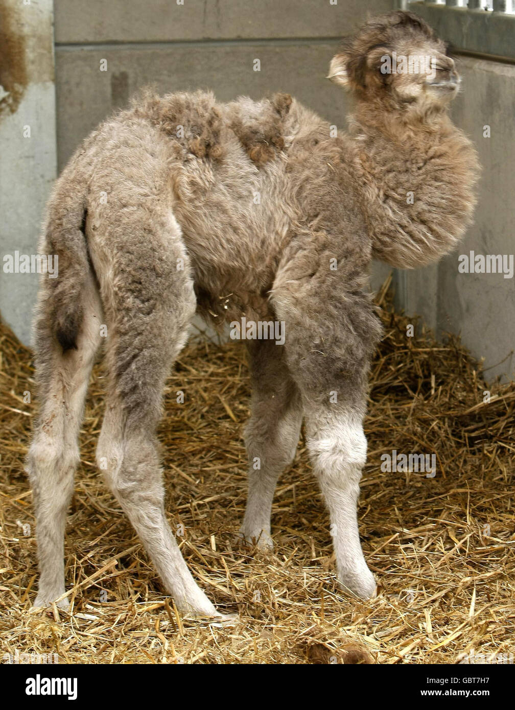 Baby camel in unexpected arrival Stock Photo - Alamy