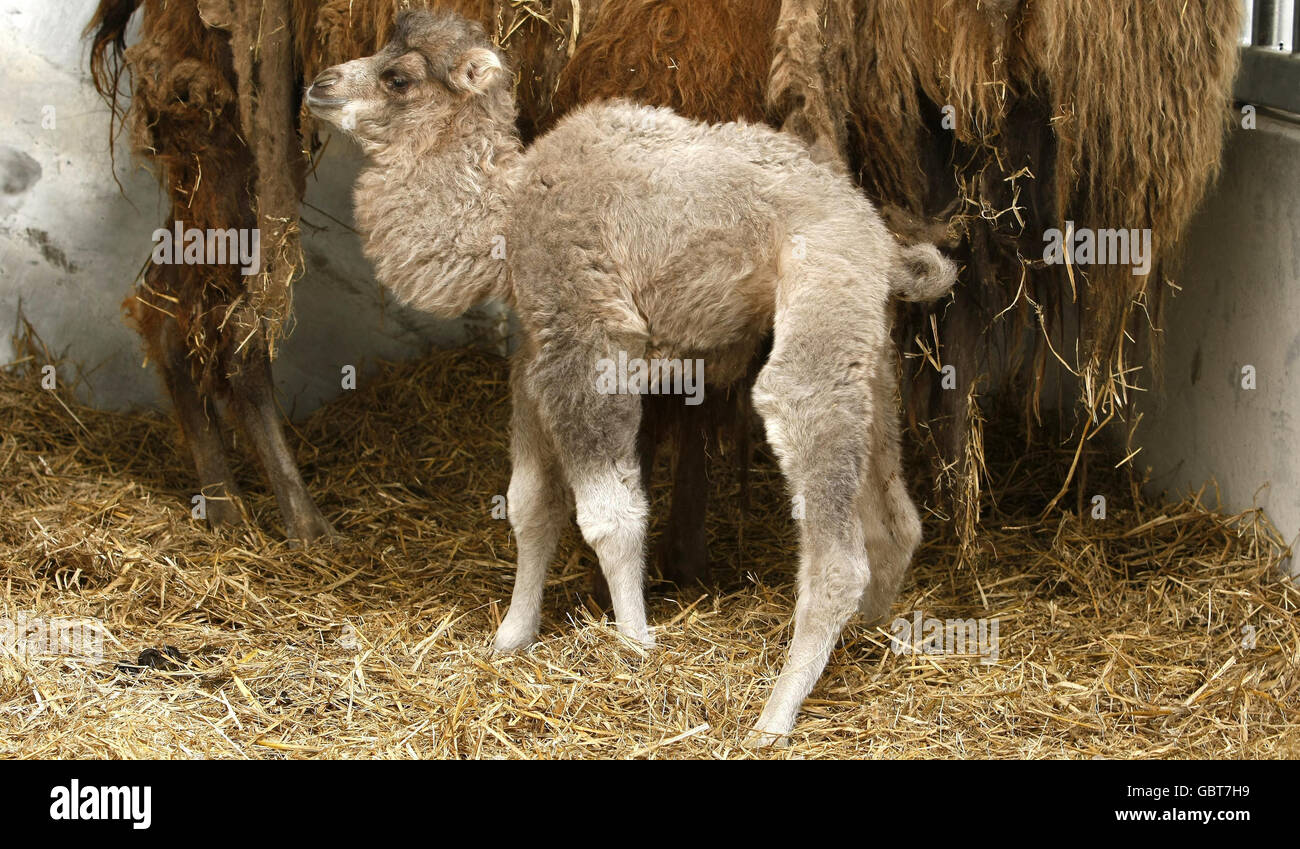 Baby camel in unexpected arrival Stock Photo - Alamy