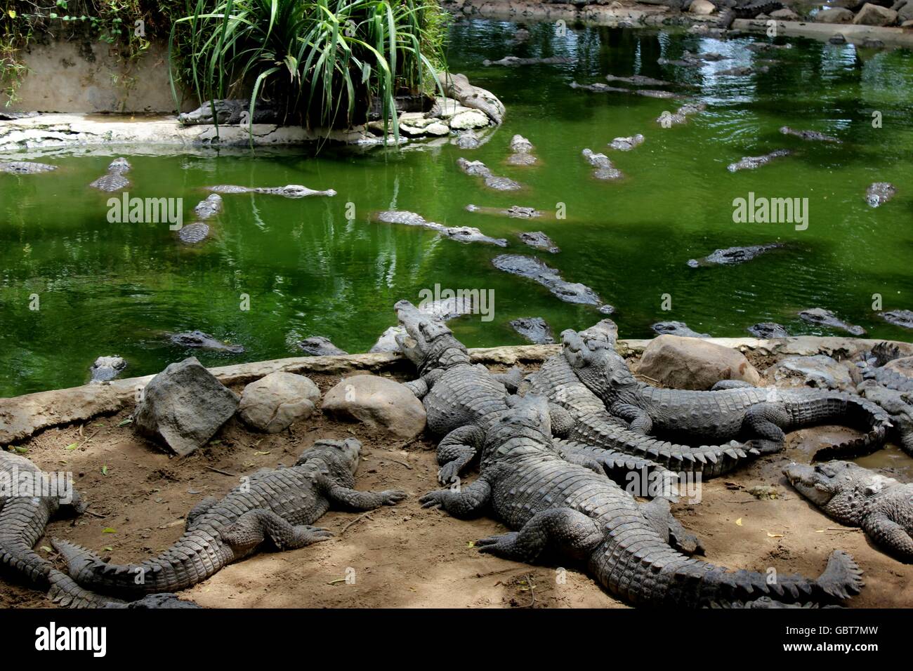 Sleeping crocodile hi-res stock photography and images - Alamy