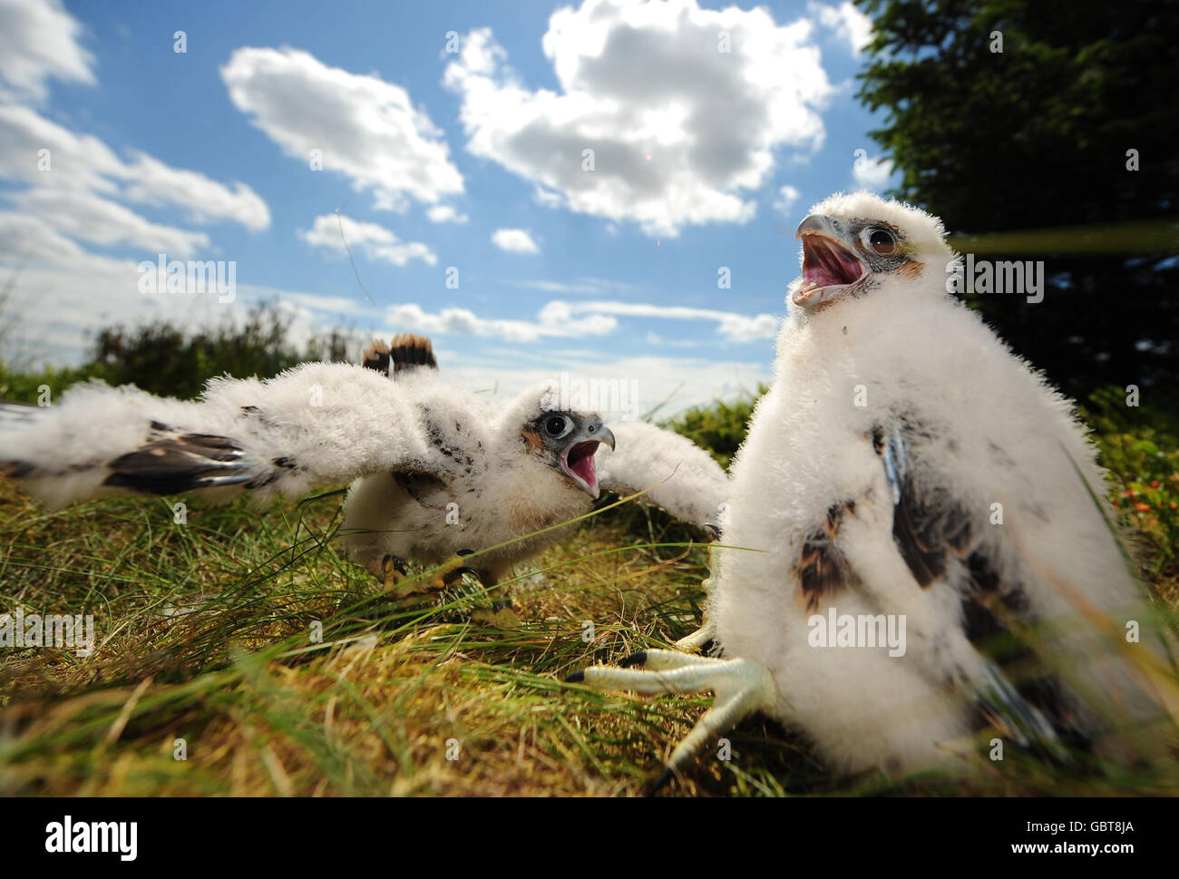 Peregrine falcon chicks Stock Photo - Alamy