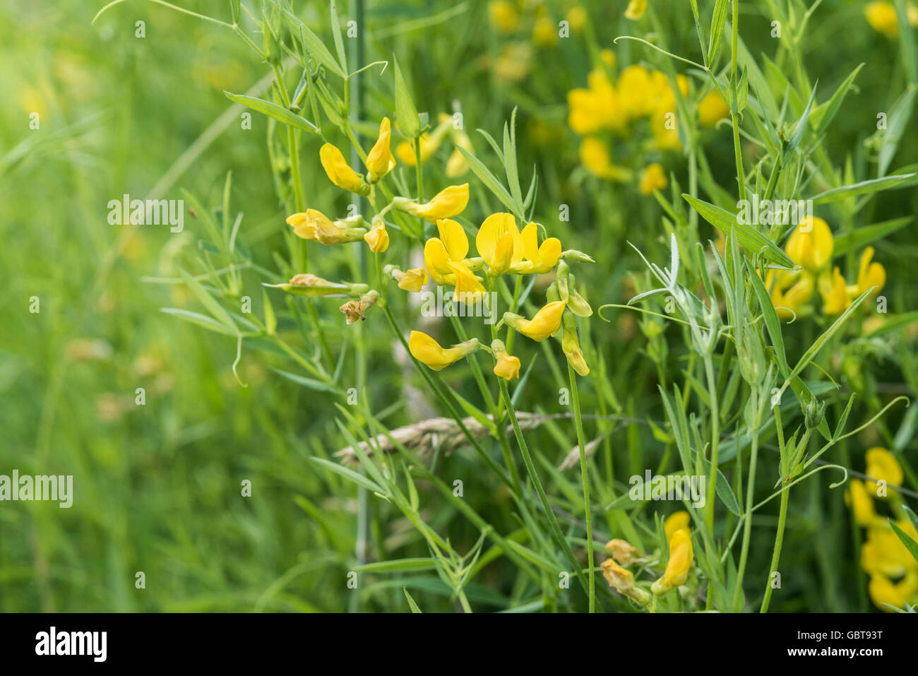 Yellow centred flower hi-res stock photography and images - Alamy