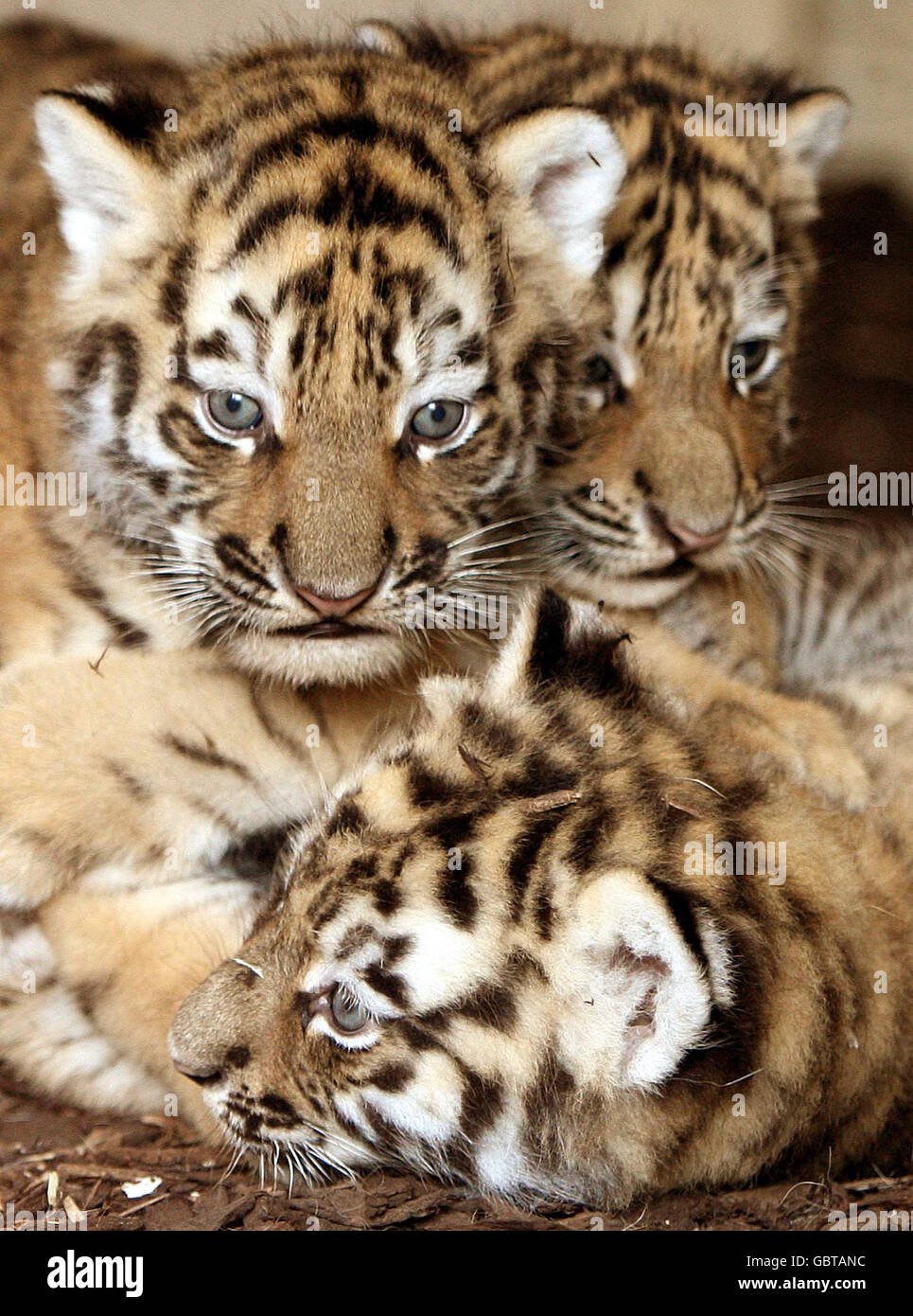 Three new Amur tiger cubs, as yet unnamed, after they were born on May ...