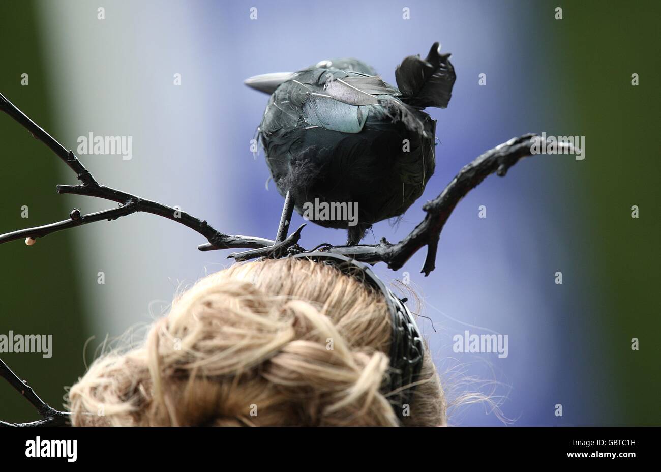 A bird forms part of a hat worn by a lady at Ascot Racecourse ...