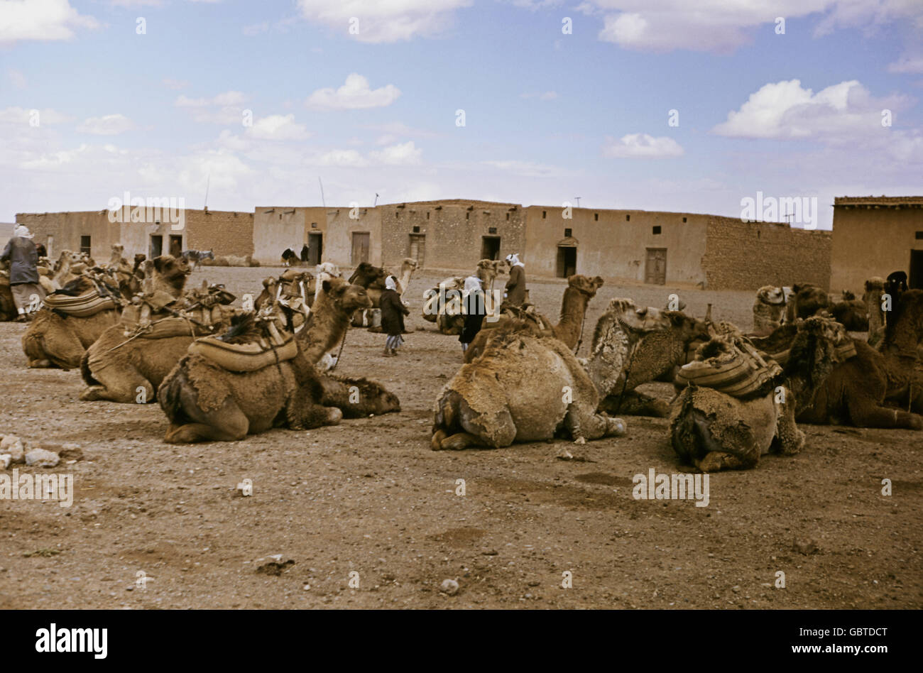 geography / travel, Syria, Syrian Desert, camels, 1955, Additional ...