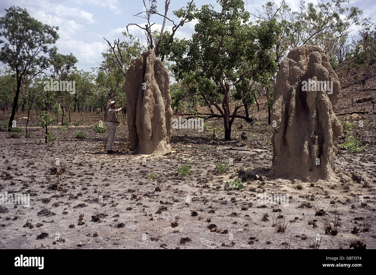 zoology / animals, termites, (Isoptera), termite mound in Africa, 1963 ...