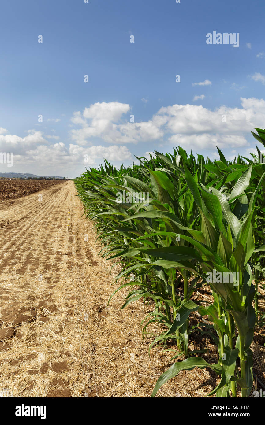 Corn field and dirt road Stock Photo - Alamy
