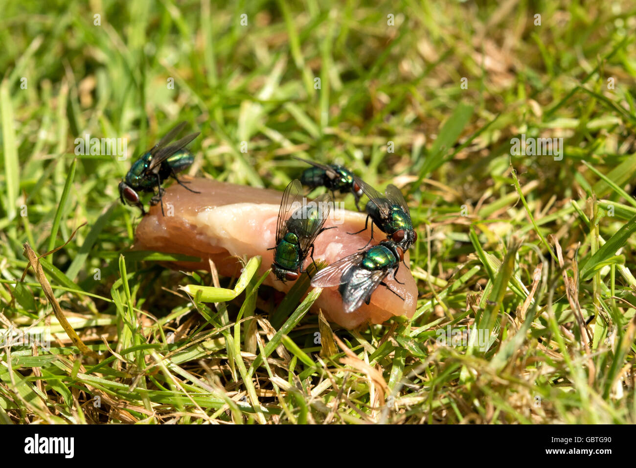 Rotting meat and green bottle flies Stock Photo - Alamy
