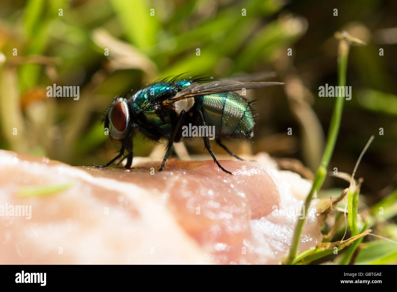 Rotting meat and green bottle flies Stock Photo - Alamy