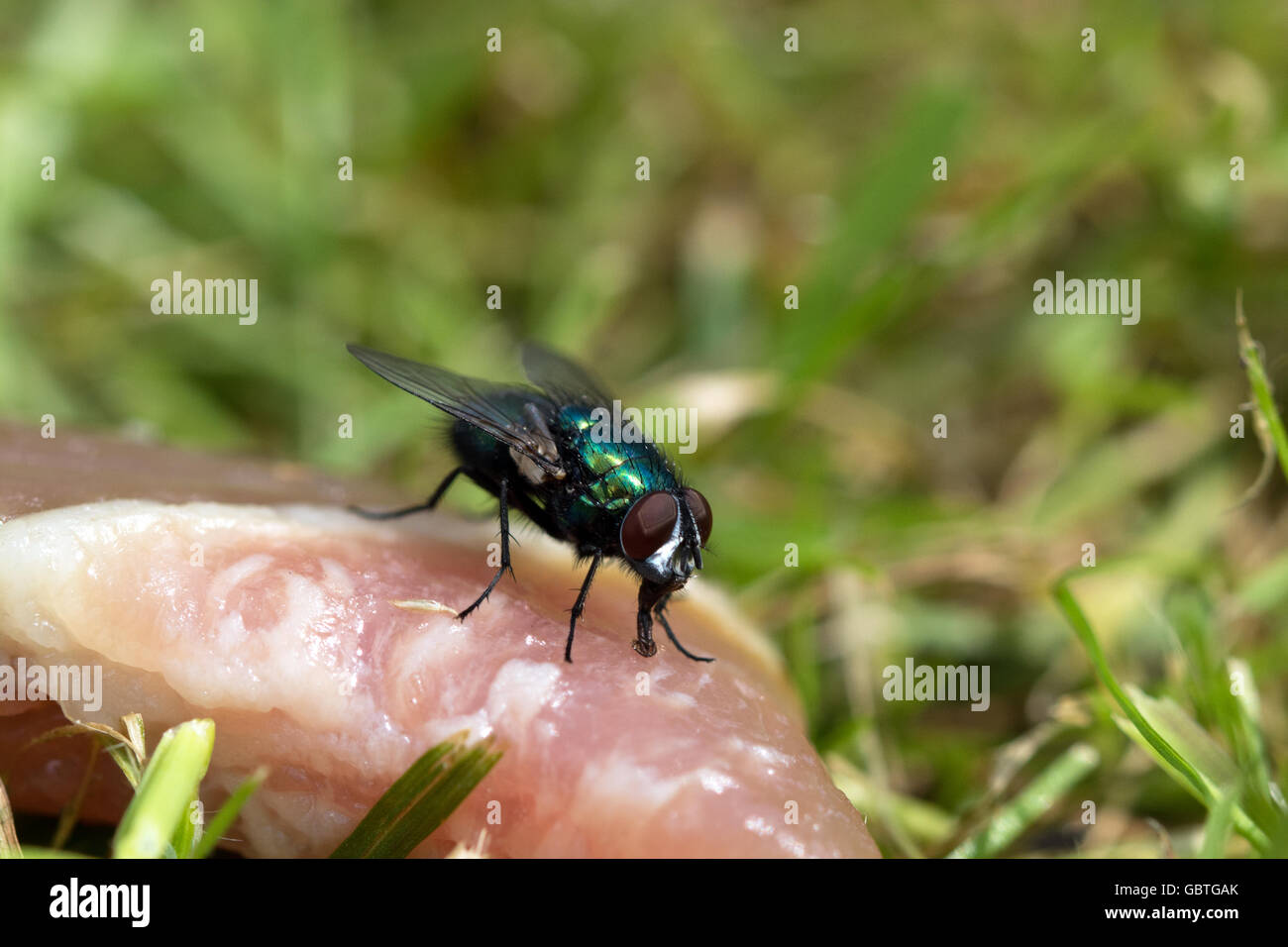 Rotting meat and green bottle flies Stock Photo - Alamy