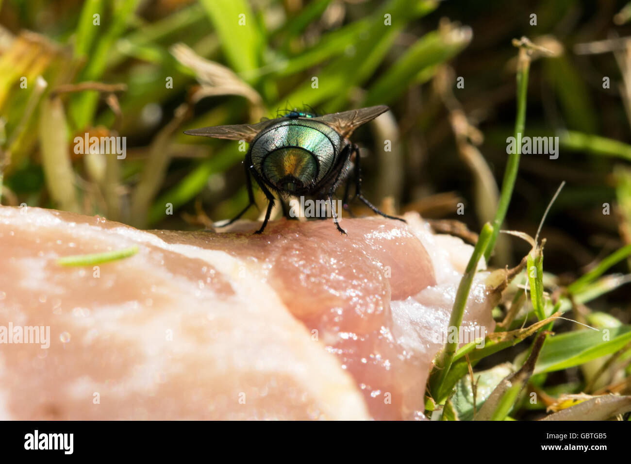 Rotting meat hi-res stock photography and images - Alamy