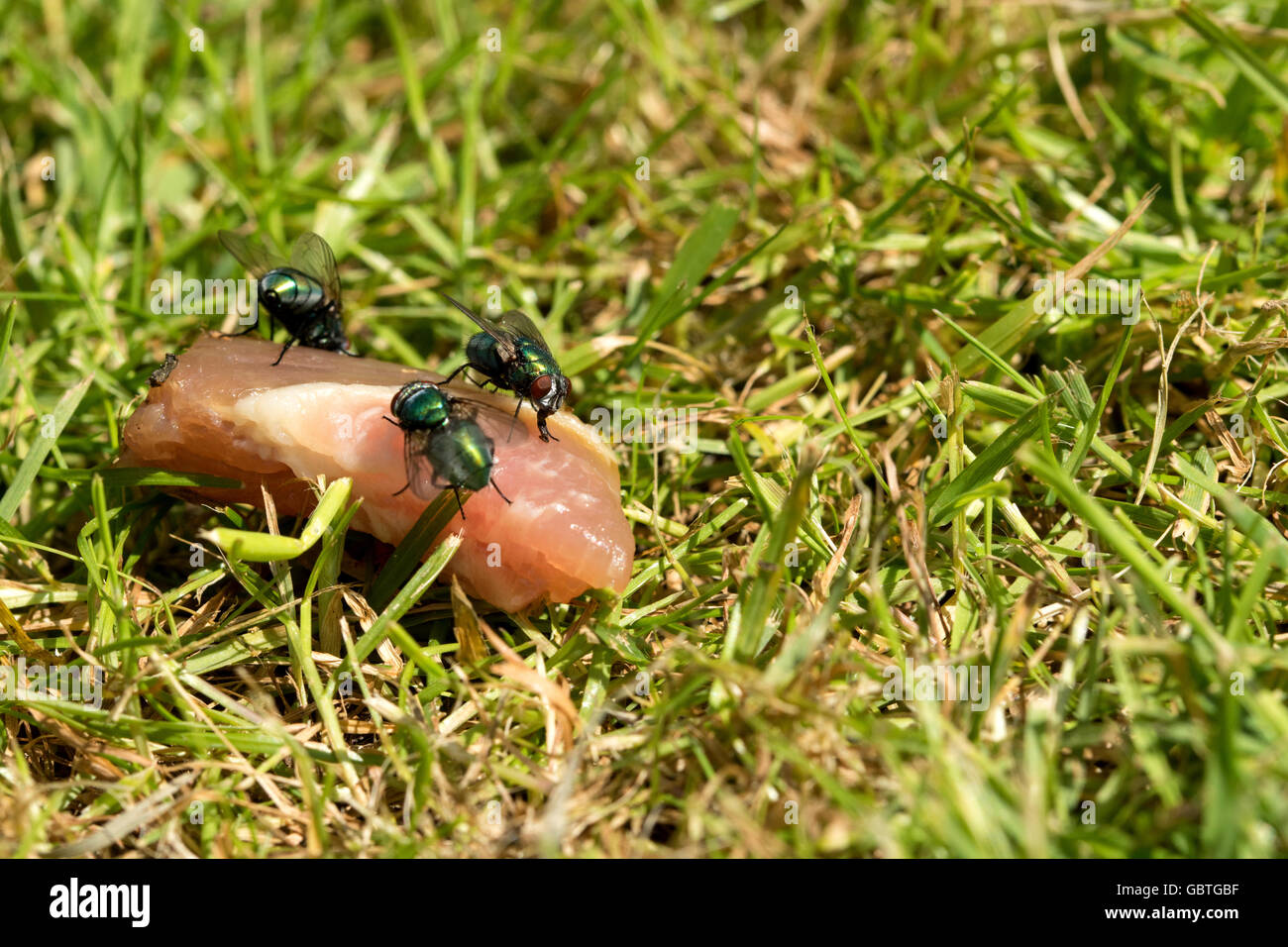 Rotting meat and green bottle flies Stock Photo - Alamy