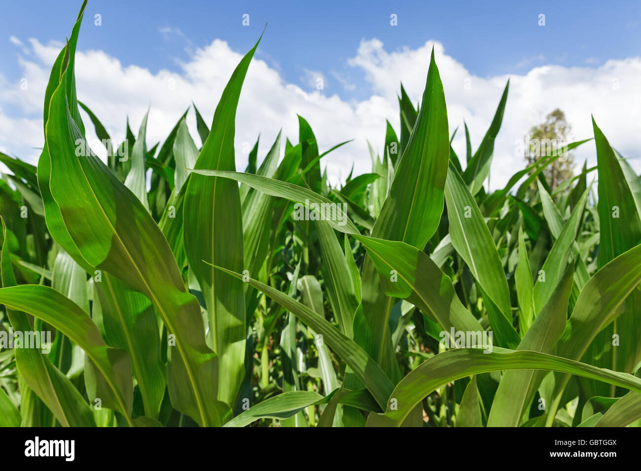 Corn leaves hi-res stock photography and images - Alamy