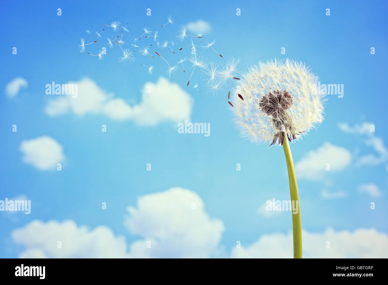 Dandelion with seeds blowing away in the wind across a clear blue sky ...