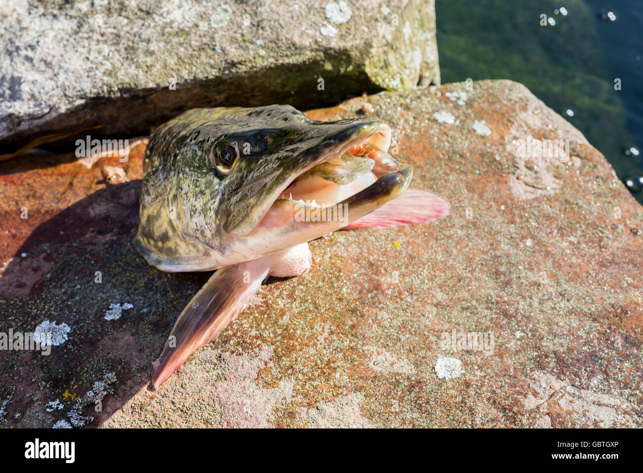 Pike head on a rock background Stock Photo - Alamy