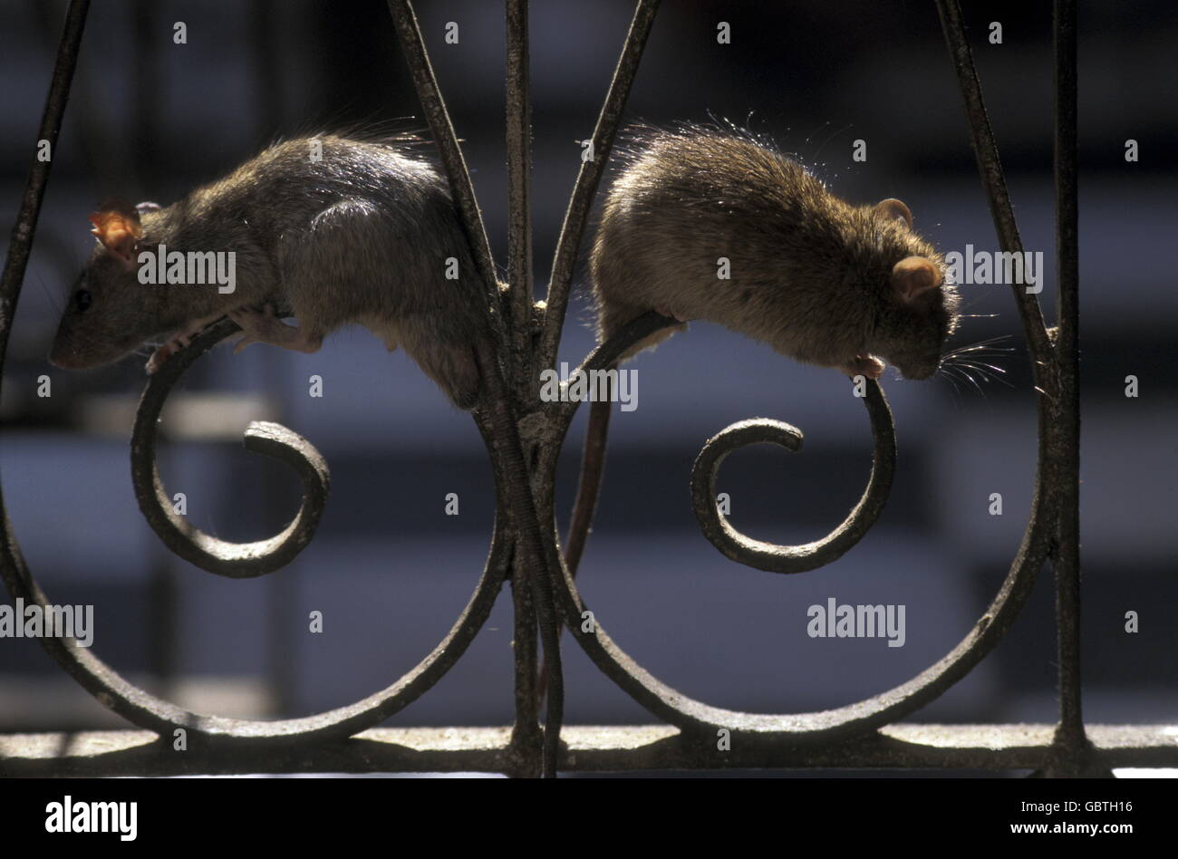 rats at the Rat Temple in the town of Deshnok in the province of ...