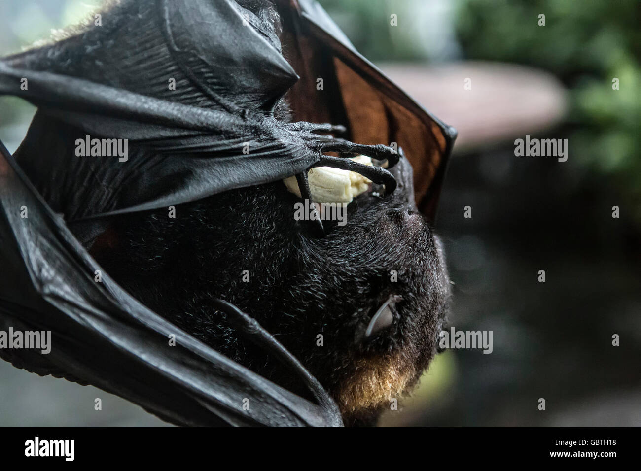 Domesticated bat eats fruit at a market. The bat is for attracting ...