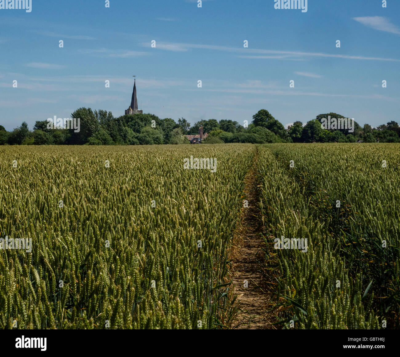 Wheatfield background hi-res stock photography and images - Alamy