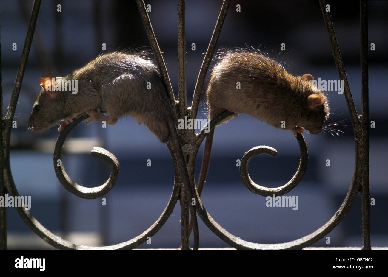 rats at the Rat Temple in the town of Deshnok in the province of ...