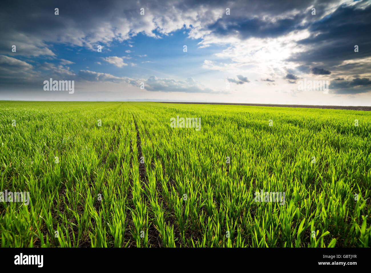 Green field of sprouting wheat Stock Photo - Alamy