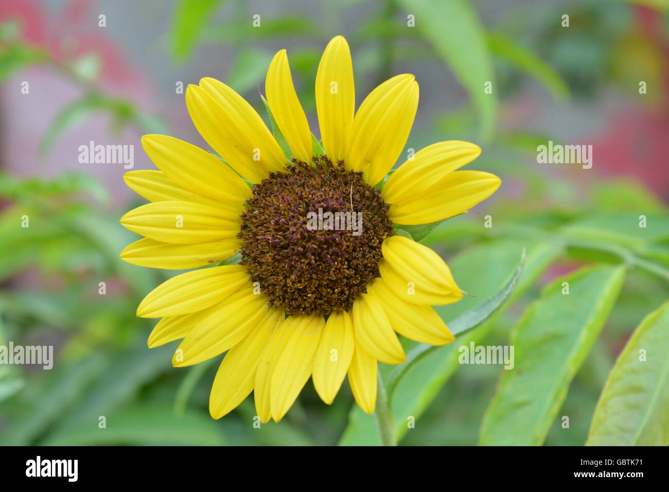 Sunflower beautiful growin hi-res stock photography and images - Alamy
