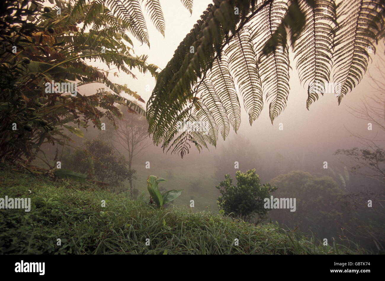 Rainforest in honduras hi-res stock photography and images - Alamy