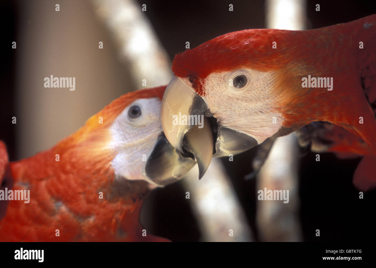 Tropical Birds in the town of Copan in Honduras in Central America ...