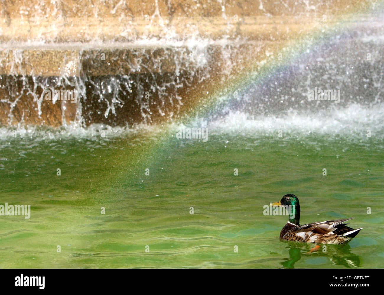 A duck swims in a fountain in Trafalgar Square, in central London ...