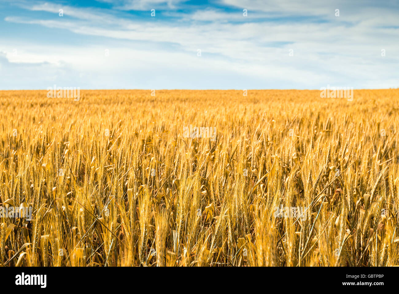 Yellow wheat field in Barossa, South Australia Stock Photo - Alamy