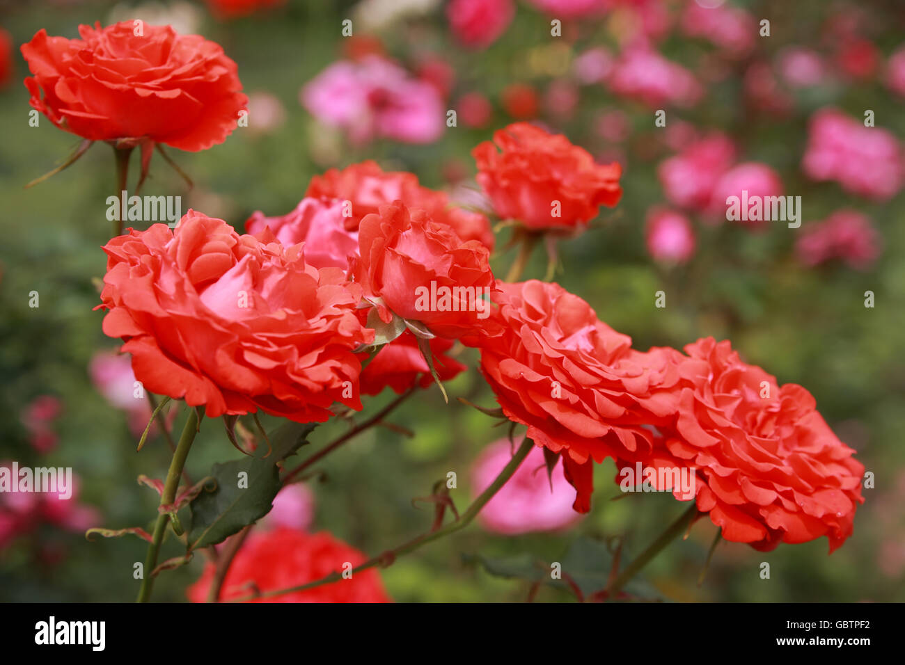 Rosebush in the garden Stock Photo - Alamy