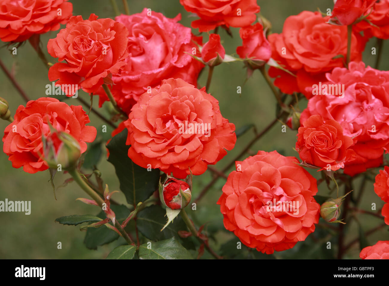 Rosebush in the garden Stock Photo - Alamy