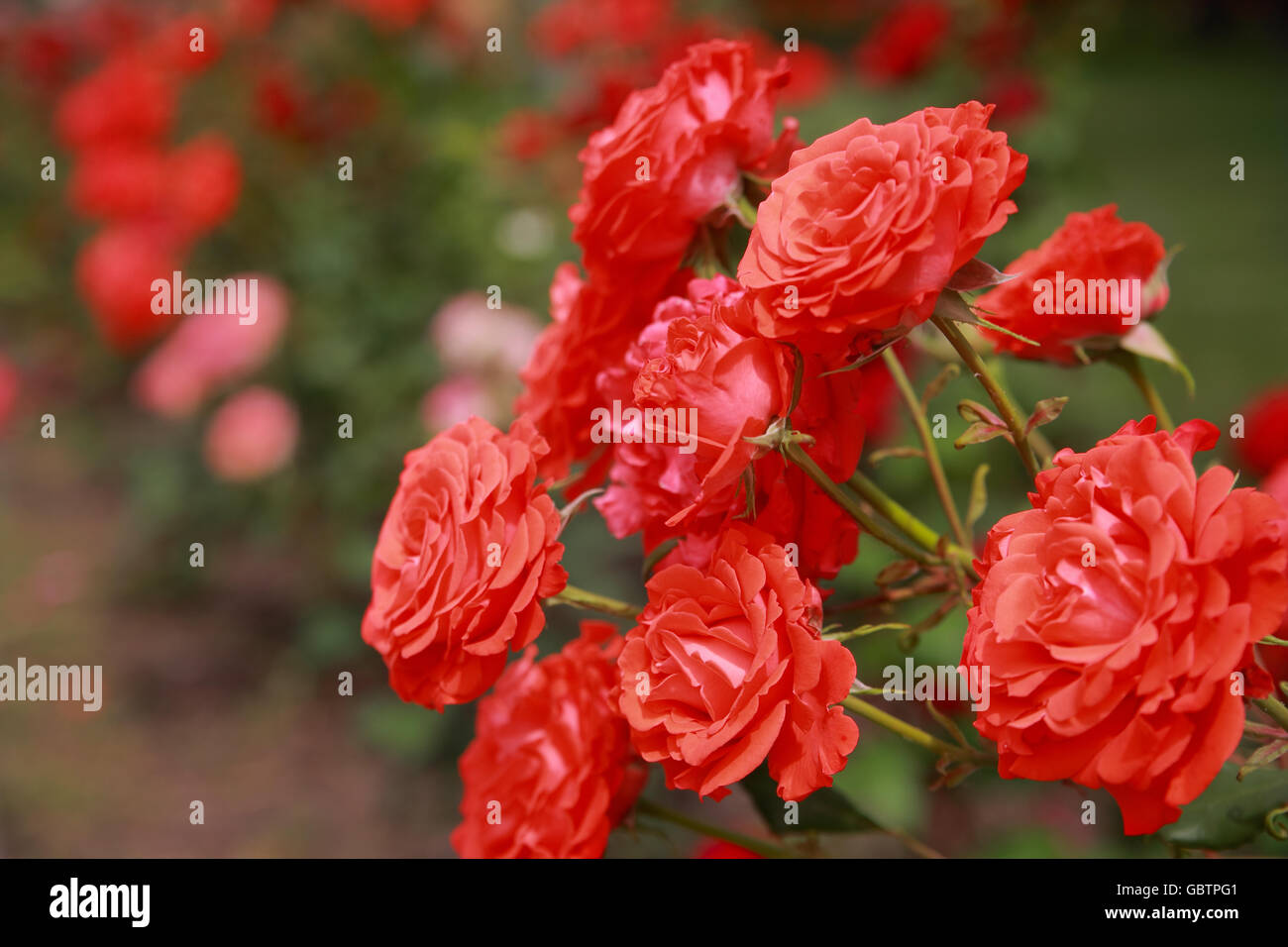 Roses. Rosebush in the garden Stock Photo - Alamy