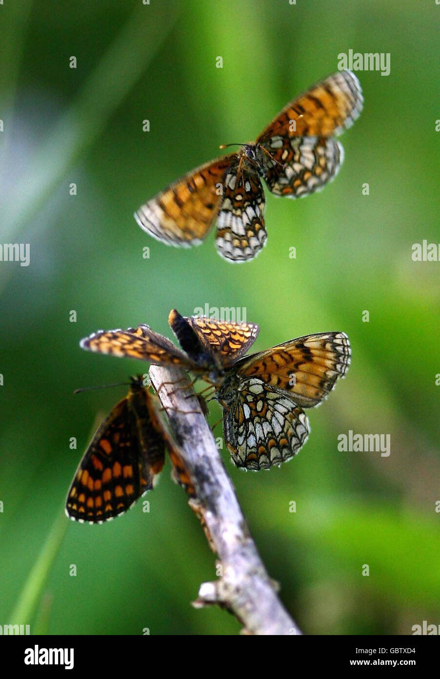 Heath Fritillary butterflies which are rare to the UK, have returned in ...
