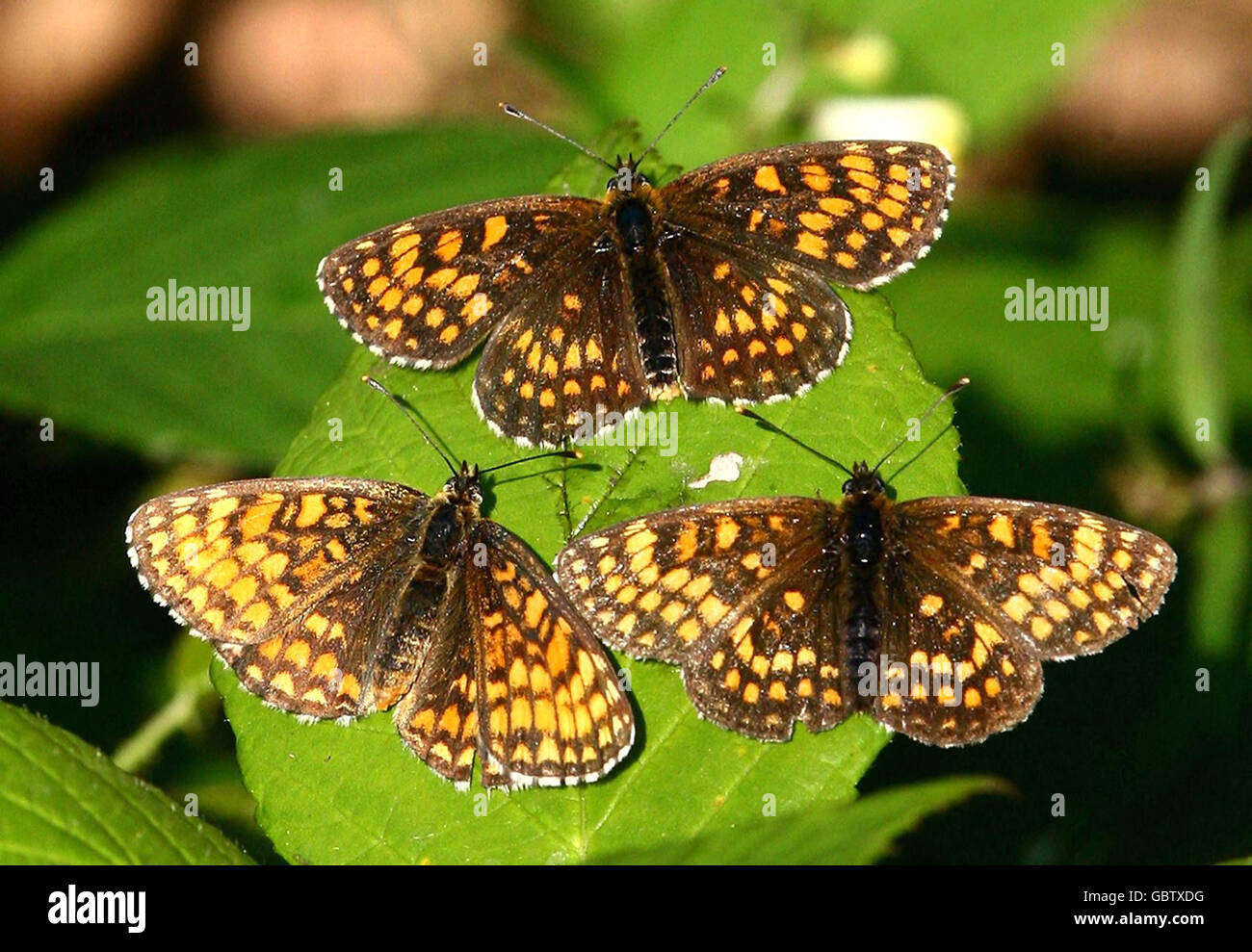 News environment butterflies hi-res stock photography and images - Alamy