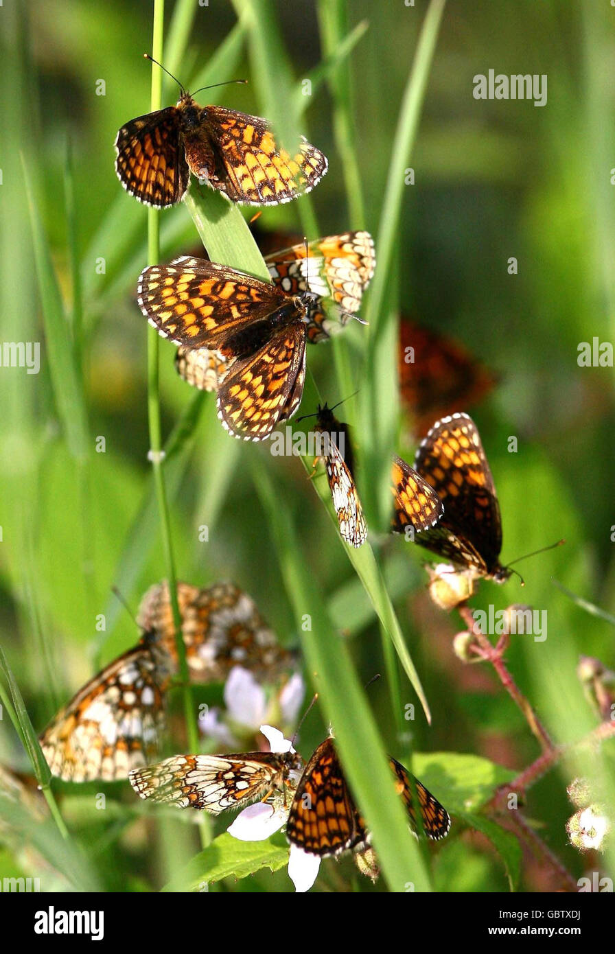 Heath Fritillary butterflies which are rare to the UK, have returned in ...