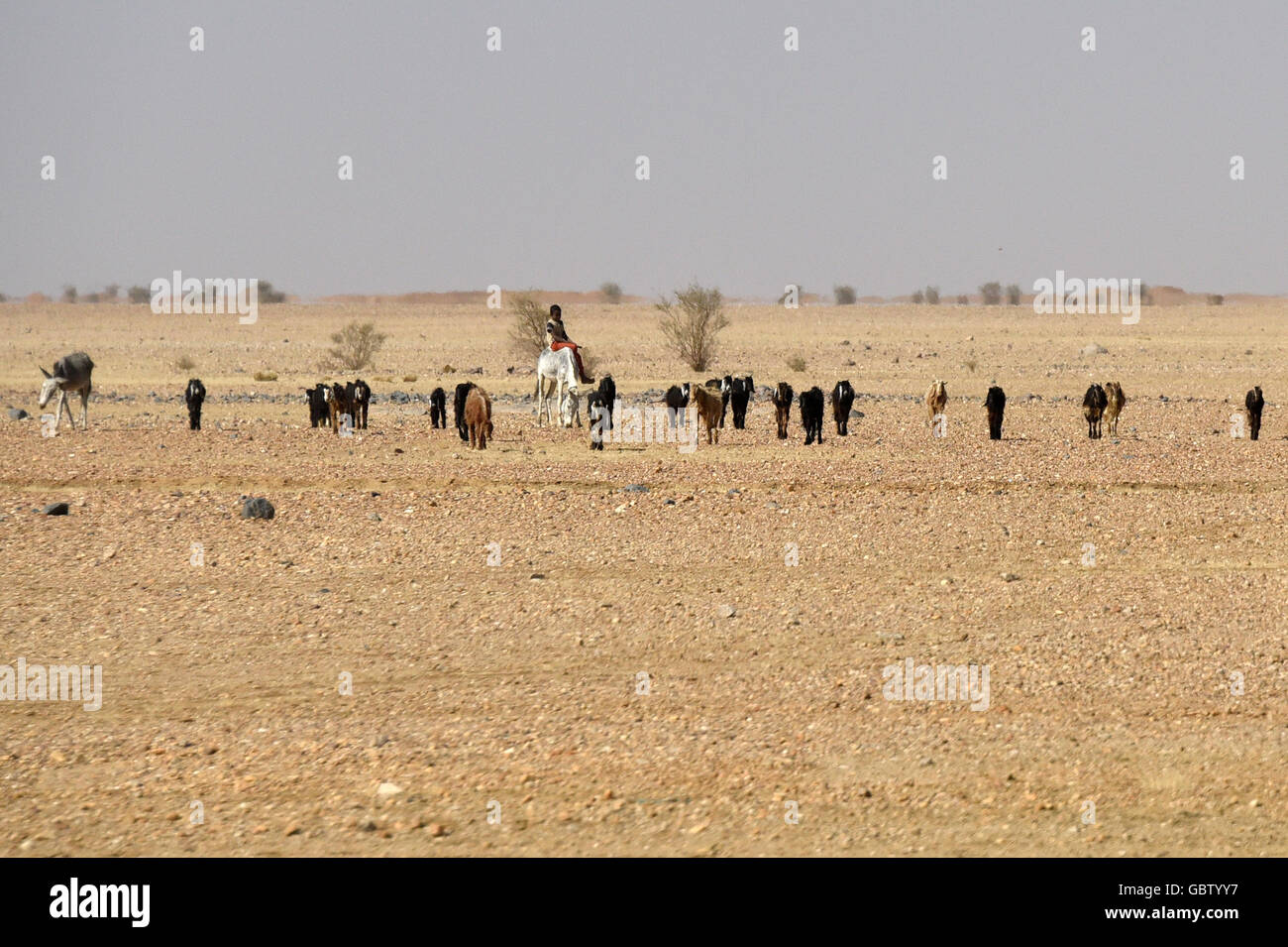 Africa sudan cow in desert hi-res stock photography and images - Alamy
