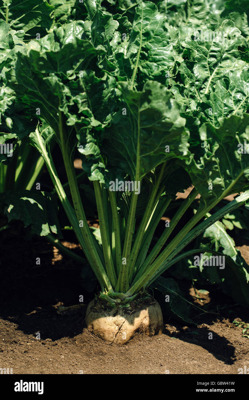 Sugar beet root hi-res stock photography and images - Alamy
