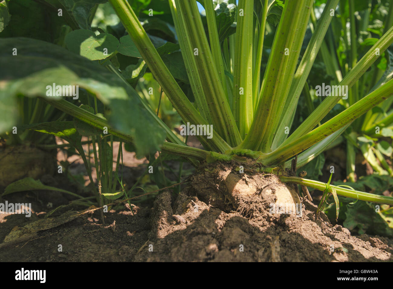Sugar beet root hi-res stock photography and images - Alamy
