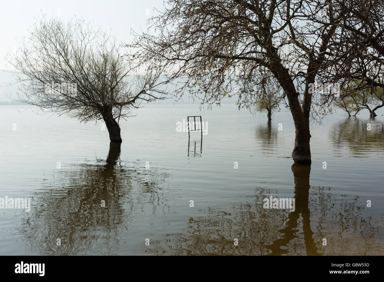 Branches of submerged trees hi-res stock photography and images - Alamy
