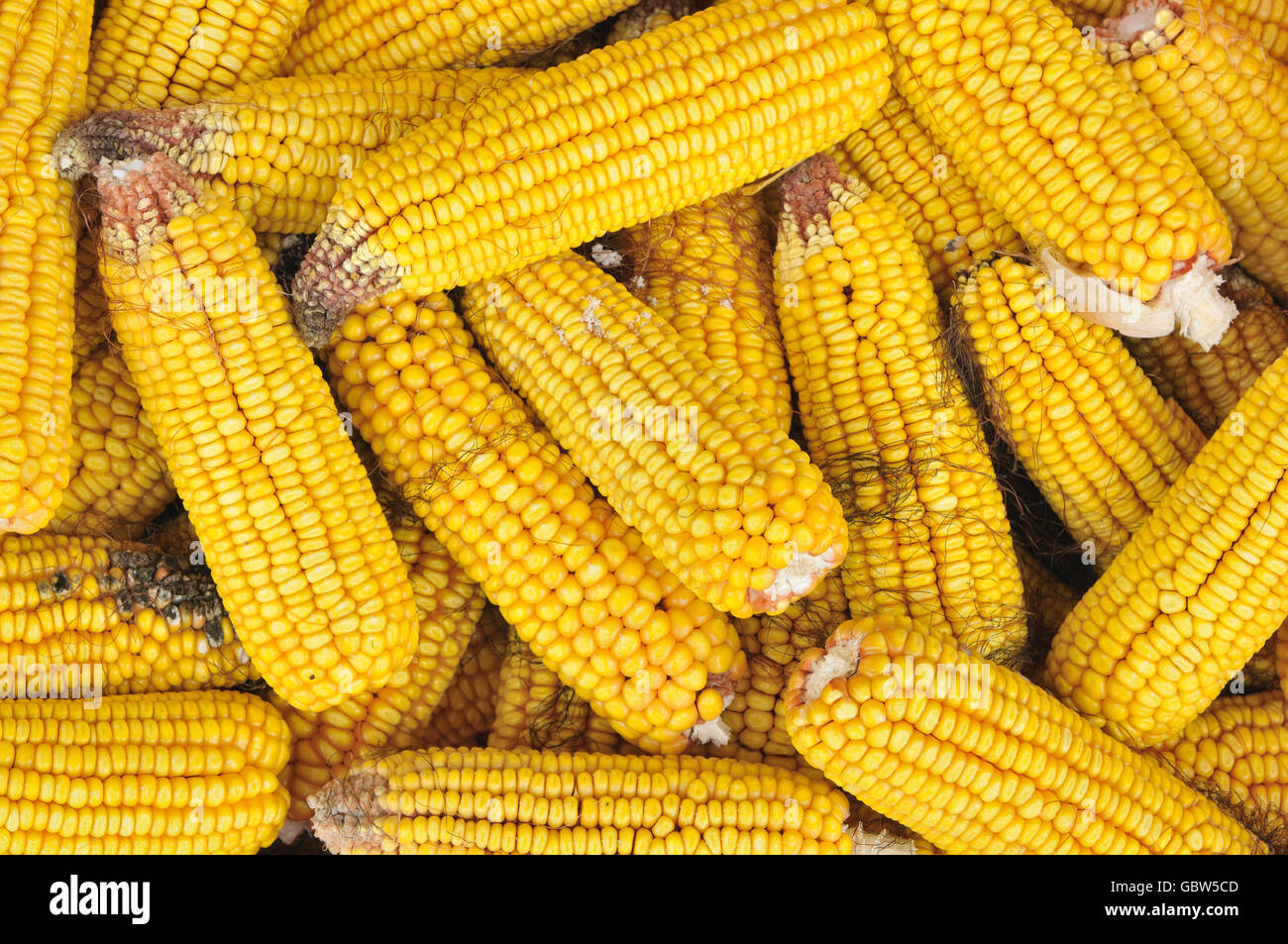Corn cobs in the Sant Josep market (aka La Boqueria), Barcelona ...