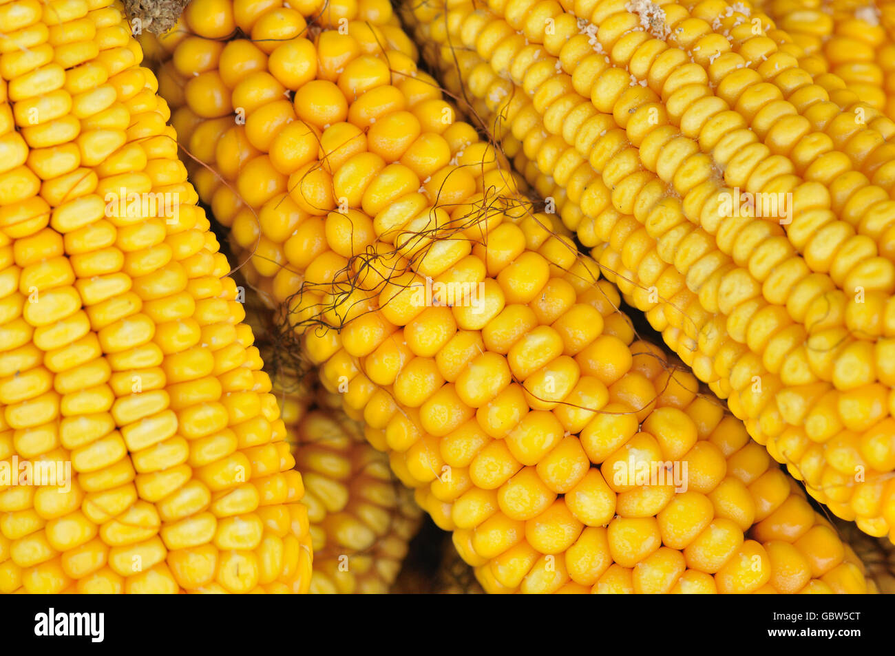 Corncobs spain hi-res stock photography and images - Alamy