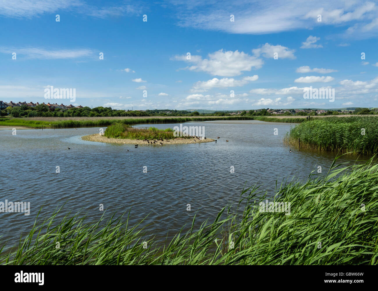 Radipole rspb reserve hi-res stock photography and images - Alamy